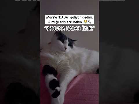 Mars’a ‘BABA GELİYOR’ dediğim de girdiği tripler. 😹🐈‍⬛🐾 #marscat #funnyanimal #funnyshorts #cats