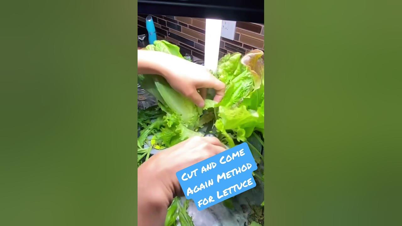 WHAT DOES CUT AND COME AGAIN MEAN Harvesting Lettuce In Aerogarden what-does-cut-and-come-again-mean-harvesting-lettuce-in-aerogarden