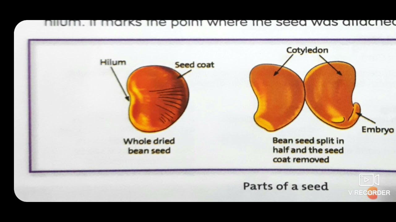 Class 5 Science Block 1 Germination Of Seeds Xseed Science YouTube class-5-science-block-1-germination-of-seeds-xseed-science-youtube