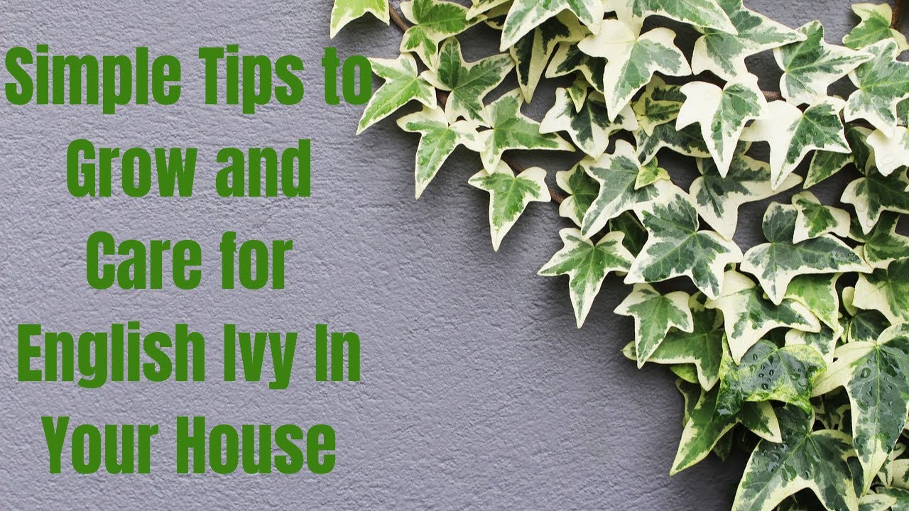Mastering English Ivy Care: Tips for a Thriving Indoor Plant - YouTube