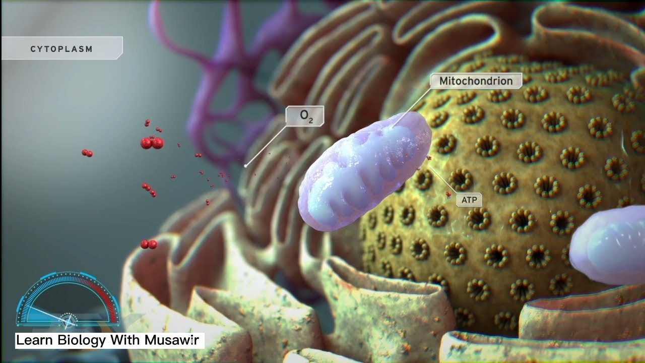 Cellular respiration and gastric Cancer short animation video ! # ...