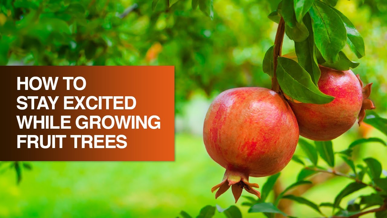 How to Stay Excited While Growing Fruit Trees? @Orchardpeople - YouTube
