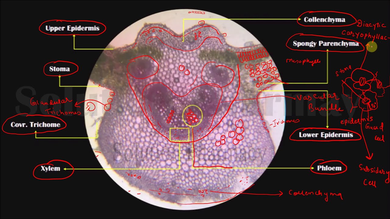Vasaka (Adusa) Leaf Morphology, Microscopic Study and Medicinal Uses ...