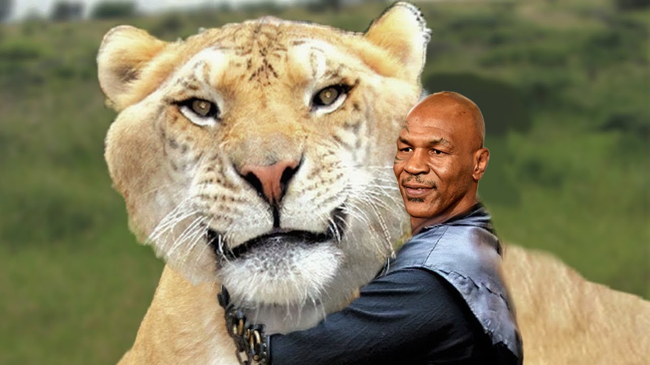 This is how Mike Tyson got his pet TIGERS When he was in Jail - YouTube