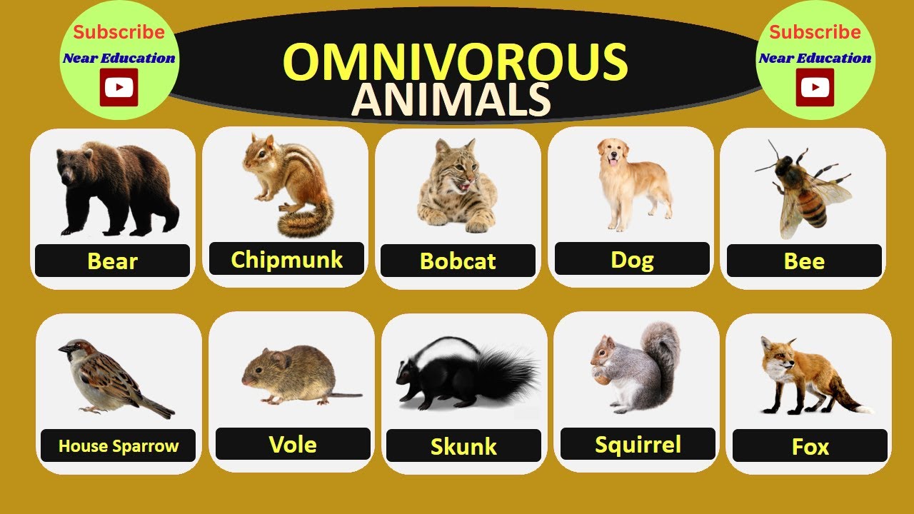 Omnivorous Animals Names and Pictures in English | Famous Omnivourous ...