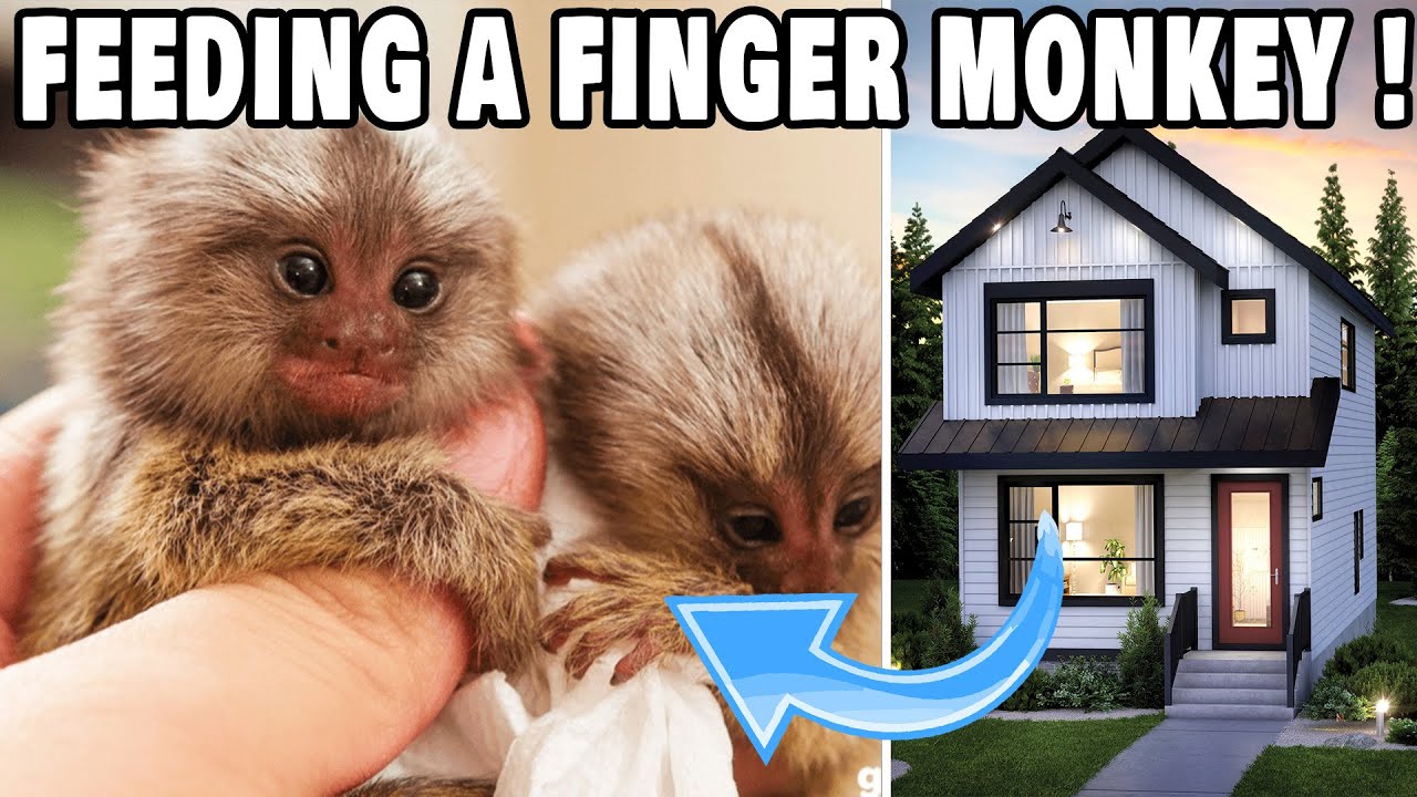 HOW DO I KEEP A FINGER MONKEY AT HOME ! - YouTube