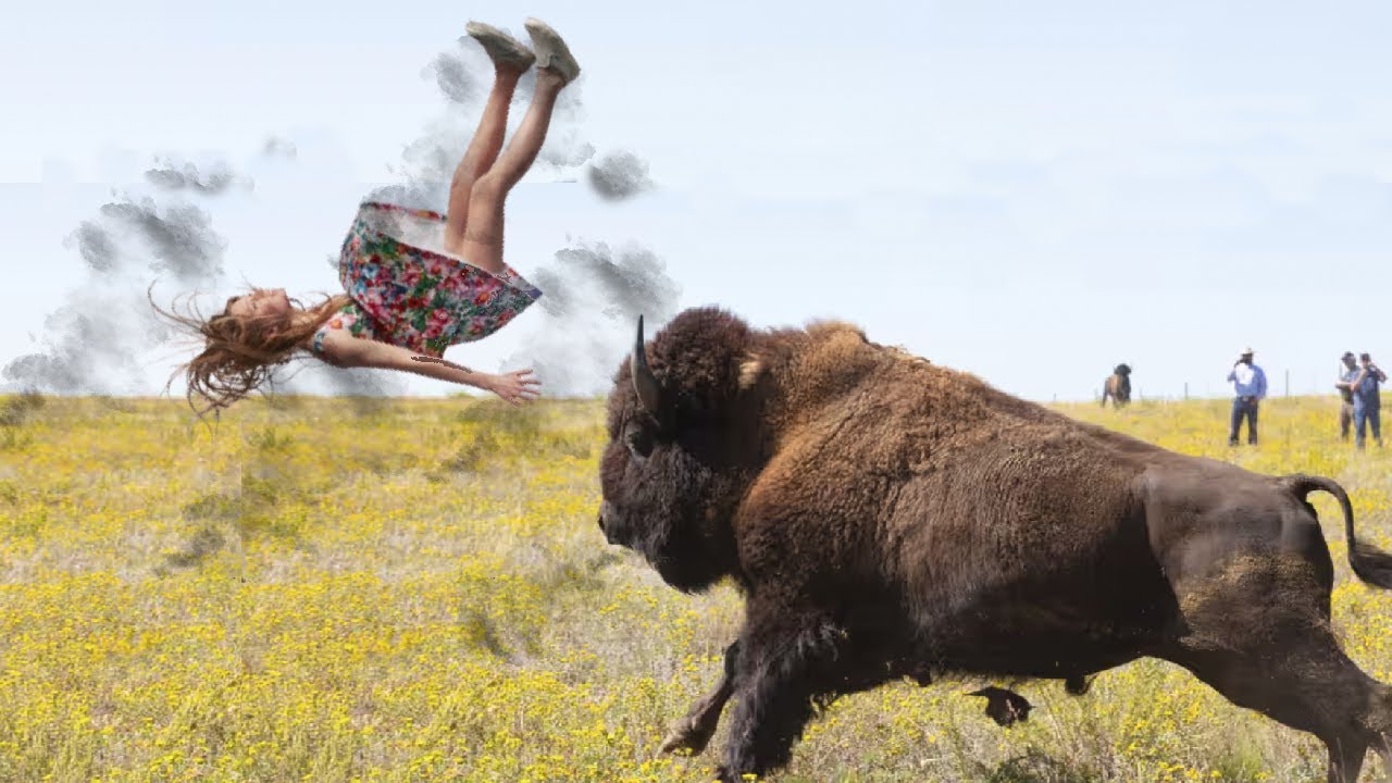 Why Are Bison Dangerous: Know the Risks, Stay Informed - YouTube