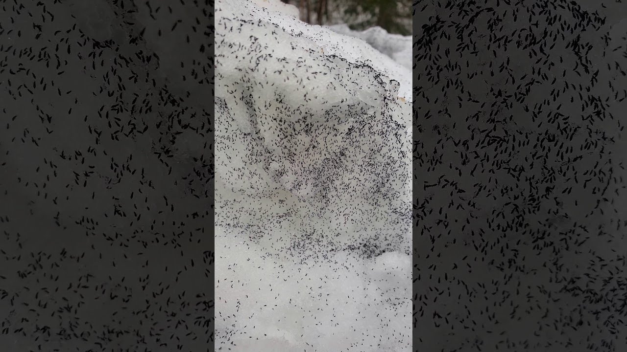 Discovering a Huge Horde of Snow Fleas || ViralHog - YouTube