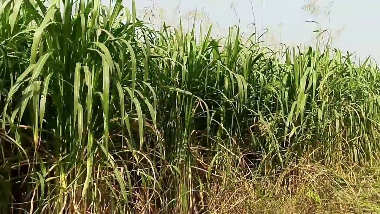 COFS 31 Multicut fodder - YouTube