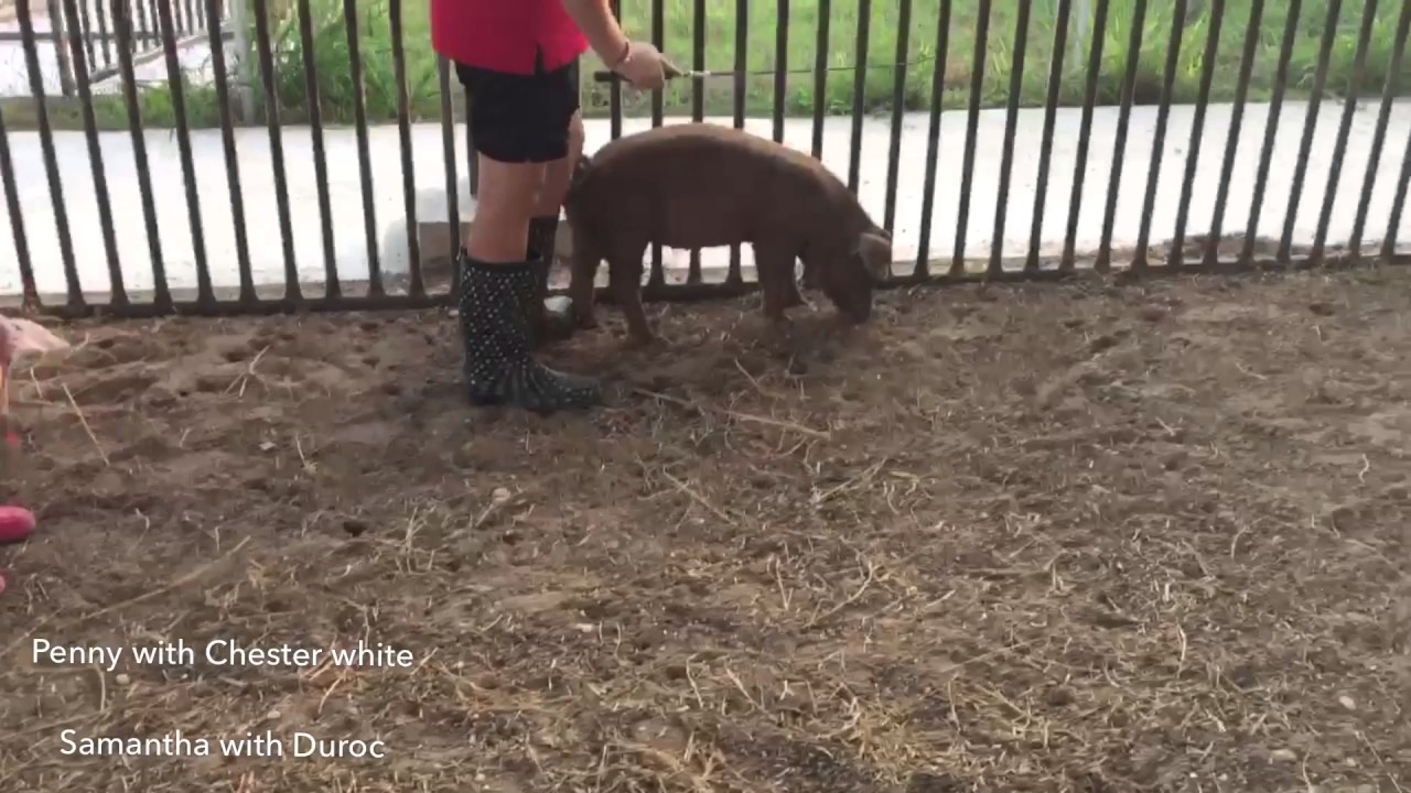 First day of walking show pigs - YouTube
