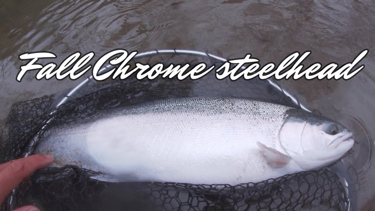 FALL CHROME STEELHEAD FISHING | NOVEMBER 2023 #steelhead # ...