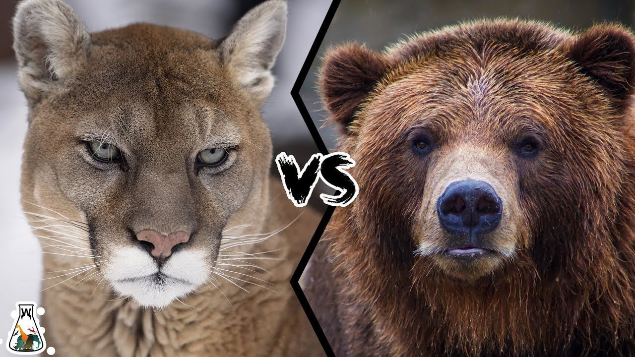 EL PODER DEL OSO, Oso vs Puma ¿Quién es más fuerte? - YouTube