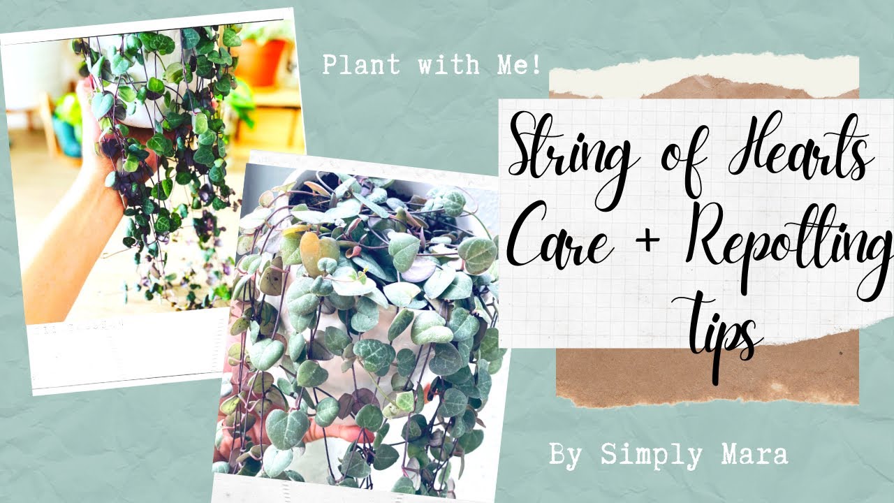 How to Care & Repot String of Hearts | Preferred Soil, Water & Light ...