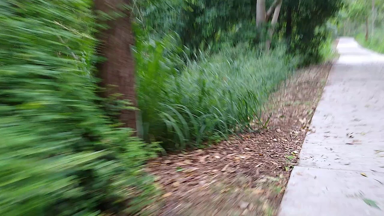 Brisbane bike path summer - YouTube
