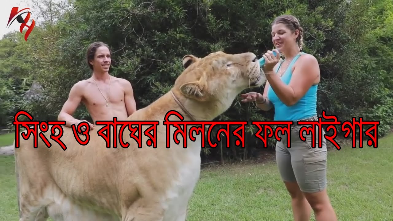পৃথিবীর সবথেকে বড় বিড়াল প্রজাতির প্রাণী সিংহ ও বাঘের মিলনের ফল লাইগার। Knowledge Hunt - YouTube