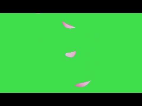 Mentahan Green Screen Bunga Sakura Gugur 2021 - YouTube