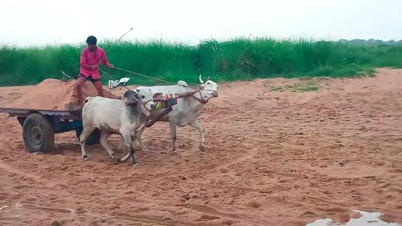 sand pulling bulls #damaramadugu sand quary # Nellore district 🐂🐂👌👌 ...