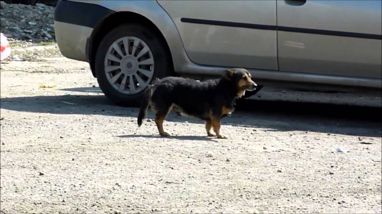 ΓΙΑ ΤΑ ΑΔΕΣΠΟΤΑ - YouTube