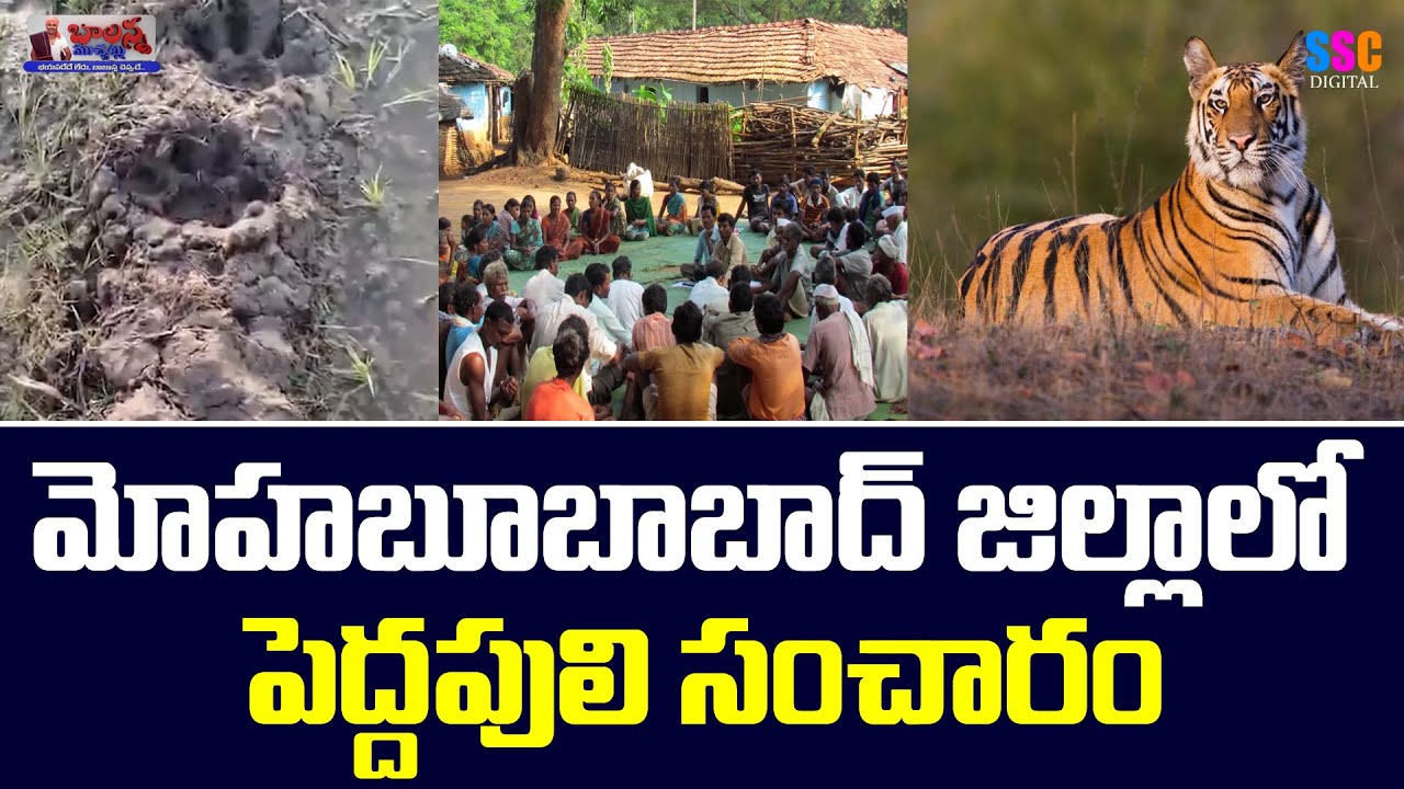 Tiger moving in Kothaguda forest area of Mahabubabad || Balanna ...
