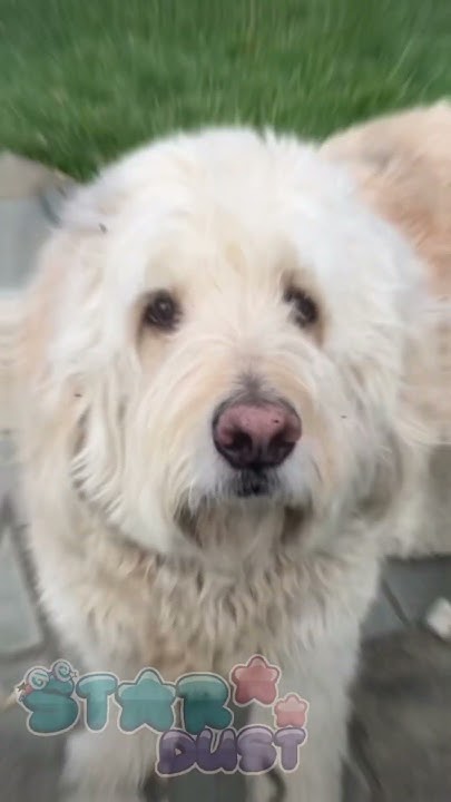 Dancin’ [Edit] || Bailey The Dog - Gift For @baileythedoodledog1666 ...