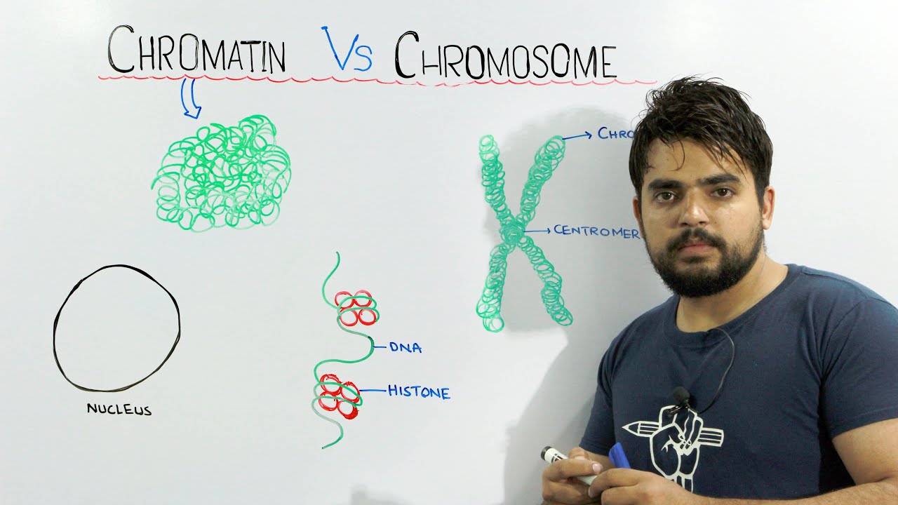 Chromatin vs Chromosome | An important concept of biology - YouTube