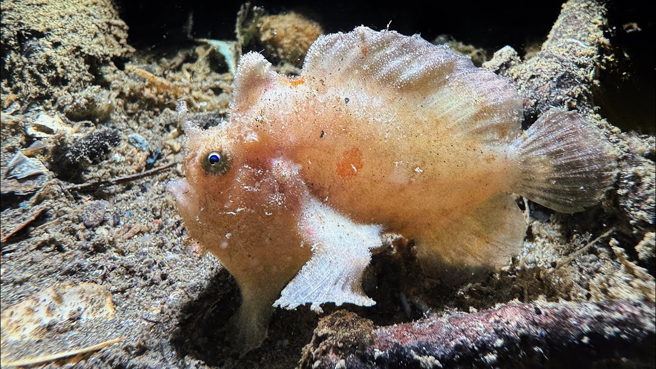 Spotfin frogfish in Ambon - Indonesia , September 2024 [4K60fps] - YouTube