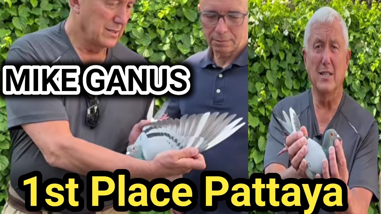 Mike Ganus | Ganus family loft | Winner of Pattaya One Loft Race Racing ...