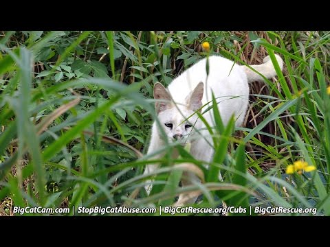 Walk About Tribute to Rusty Caracal