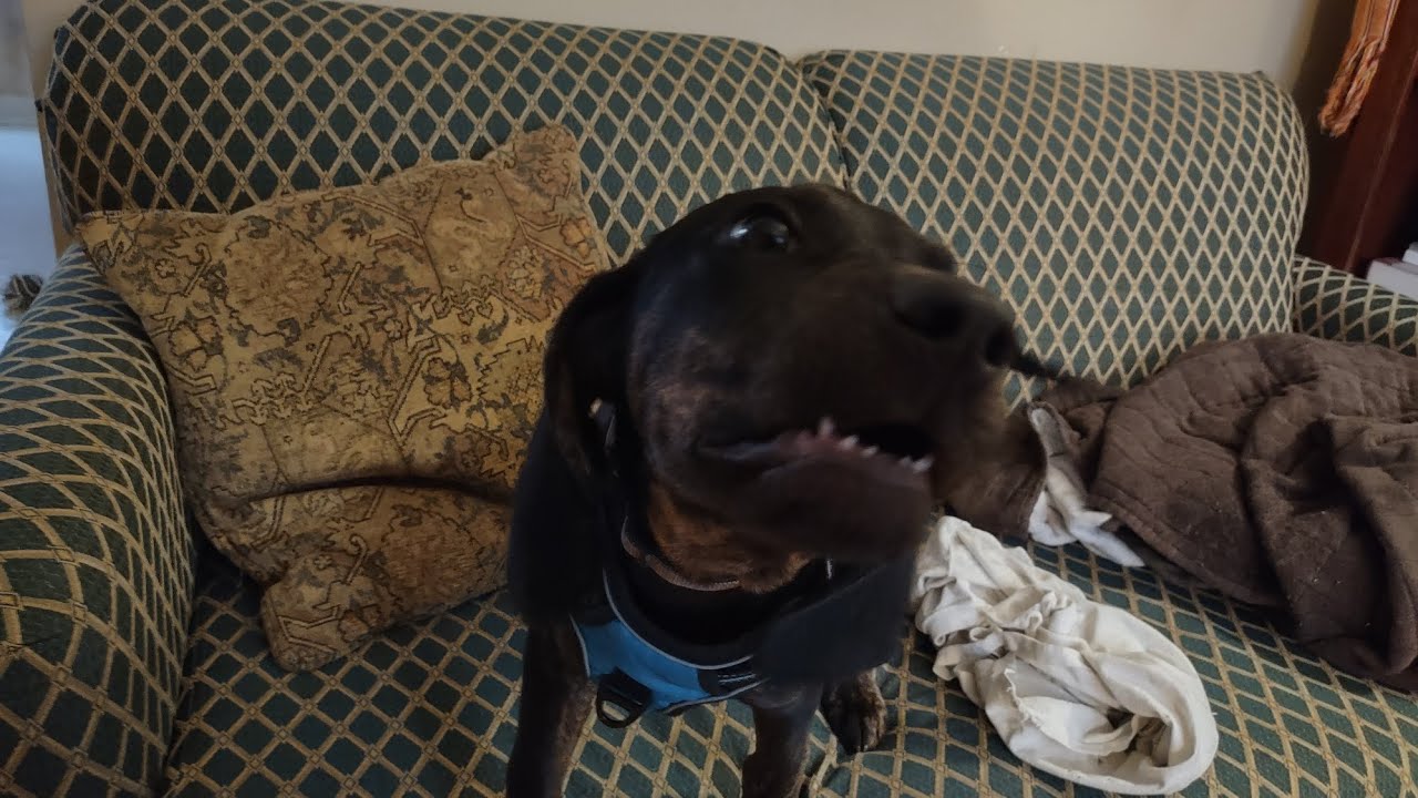 Crazy Hound Puppy Runs Wild in the Snow. - YouTube