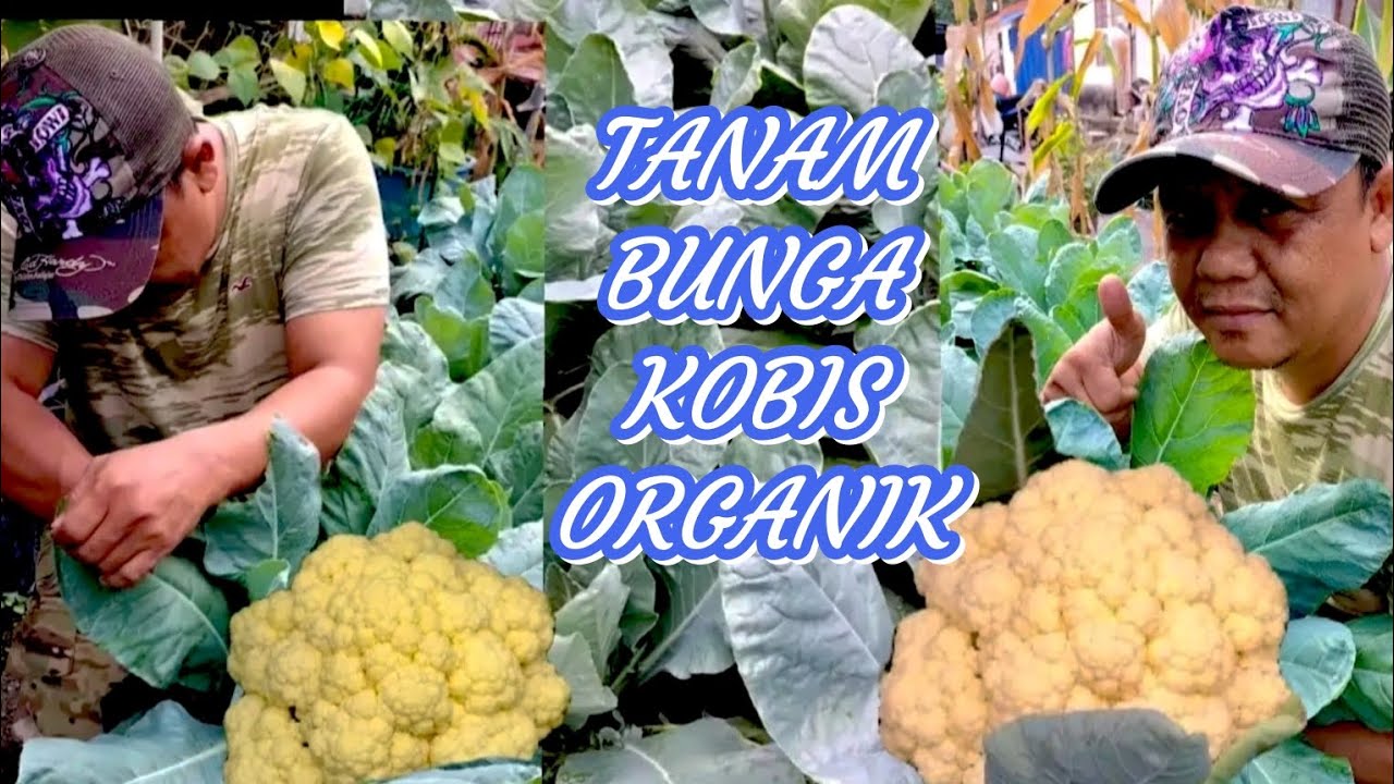 siapa sangka tanam pokok bunga kobis dalam polibag dan pasu HASILNYA luar biasa. - YouTube