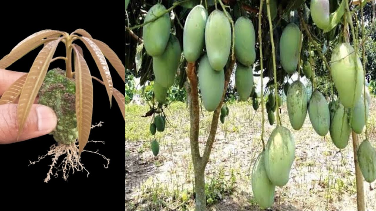 Growing mango tree with bitter, how to grow mango tree at home - YouTube