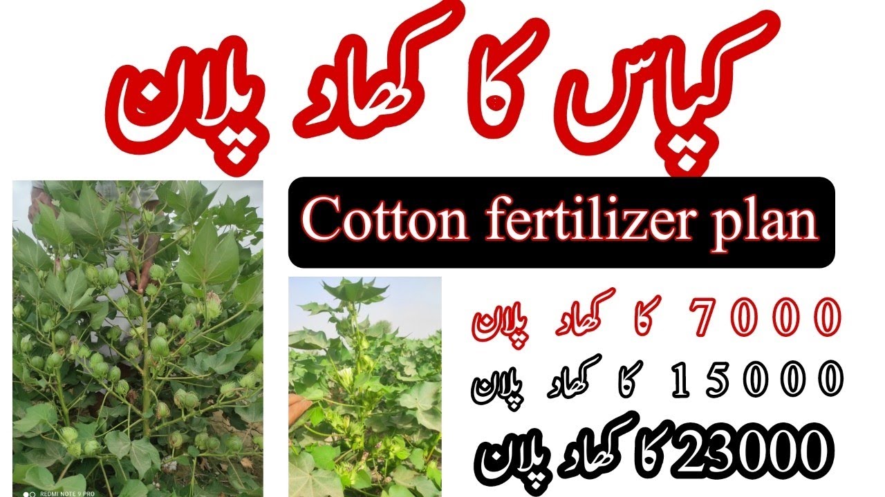 Cotton fertilizer plan (part1) - YouTube