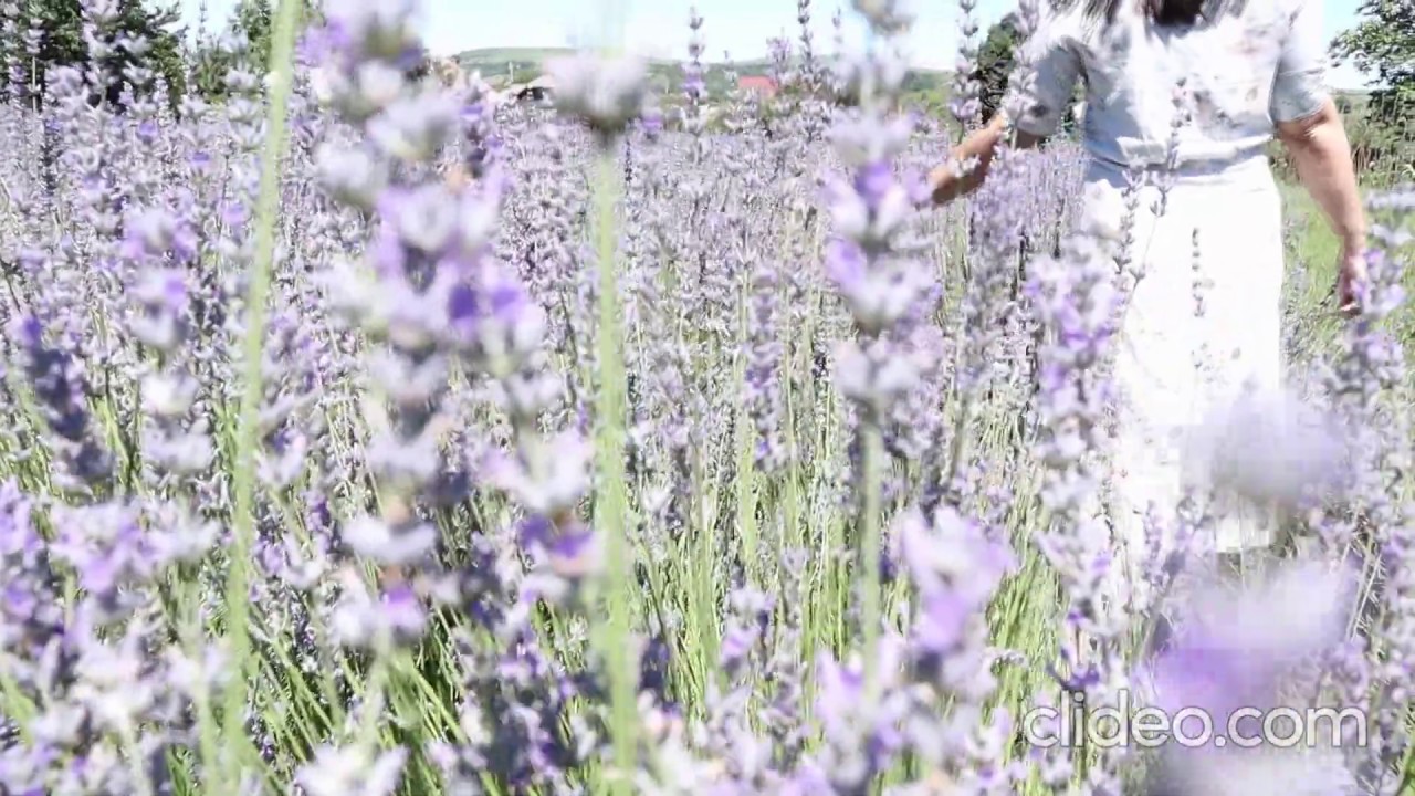 Cultura noastra de lavanda inainte de recoltare, 11 iulie 2020 - YouTube