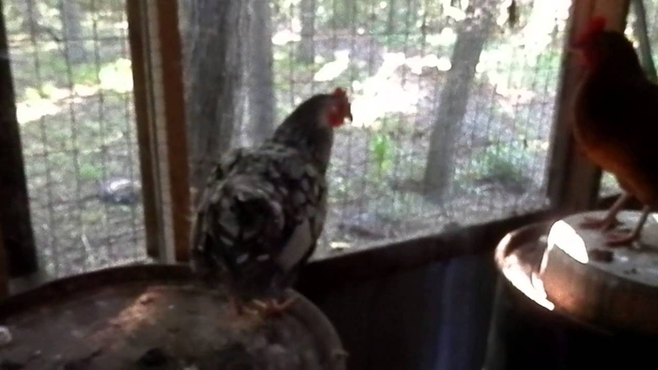 When Momma Hen Attacks! - YouTube