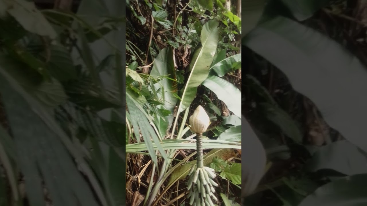 Paj tsawb Dawb zoo tshuaj - YouTube