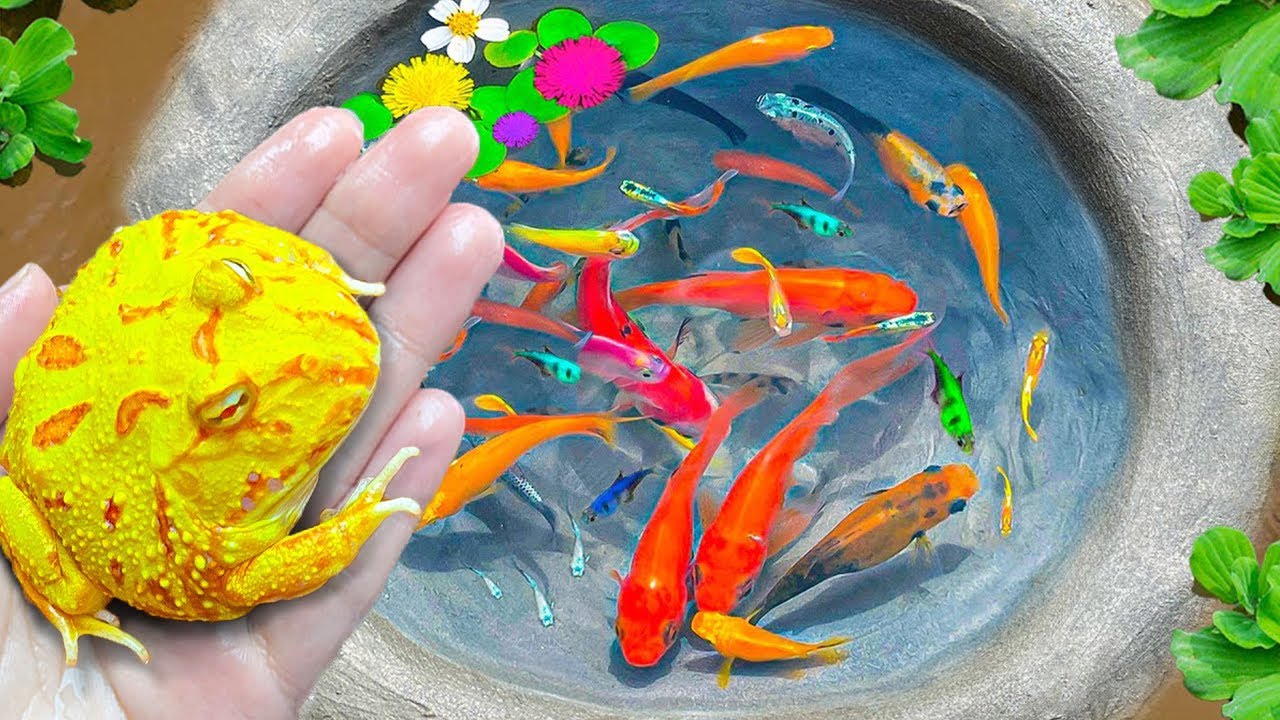 Most Amazing Catch Colorful Pacman Frog, Kim Kim Fish, Betta Fish ...