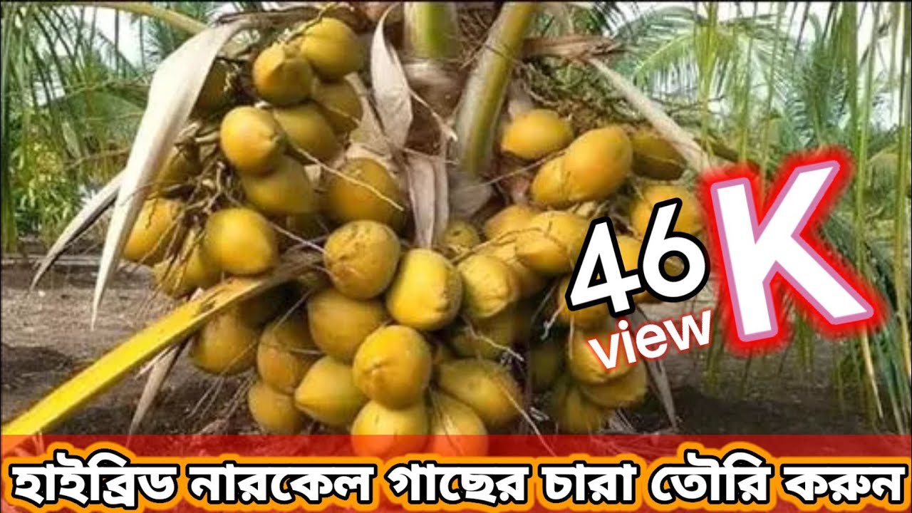 হাইব্রিড নারকেল চারা তৌরি করুন|coconut tree plan|Narkel Bagan| - YouTube