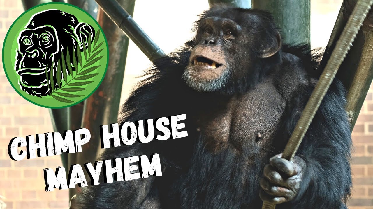 Exhausted Chimp Panting | Dispute In The Chimp House - YouTube