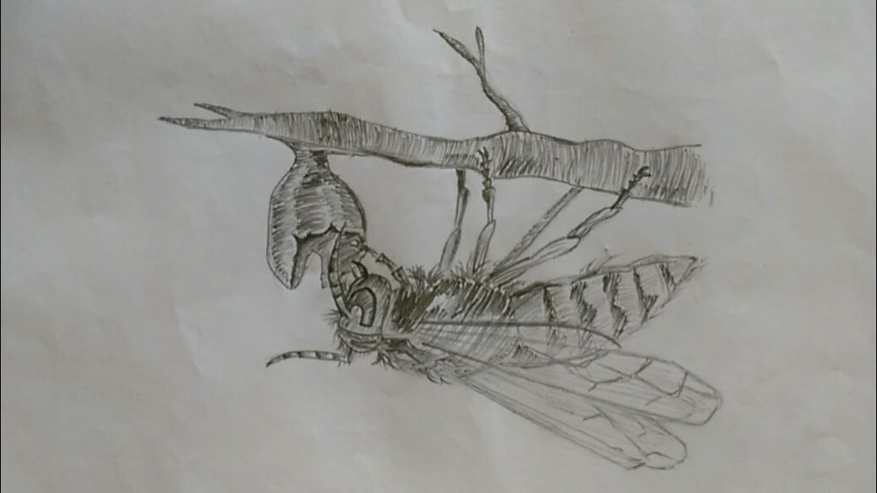 Drawing a hornet | pencil sketch - YouTube