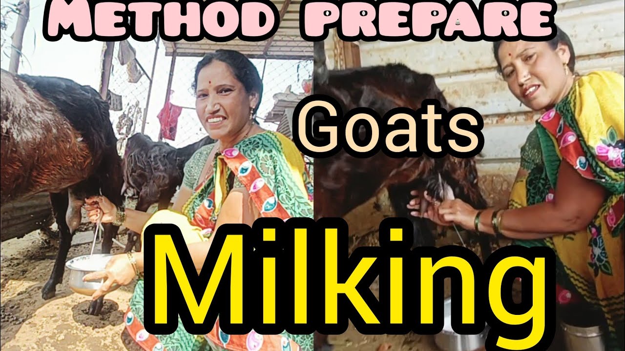 Method prepare 🔥for goats milking 😍 - YouTube