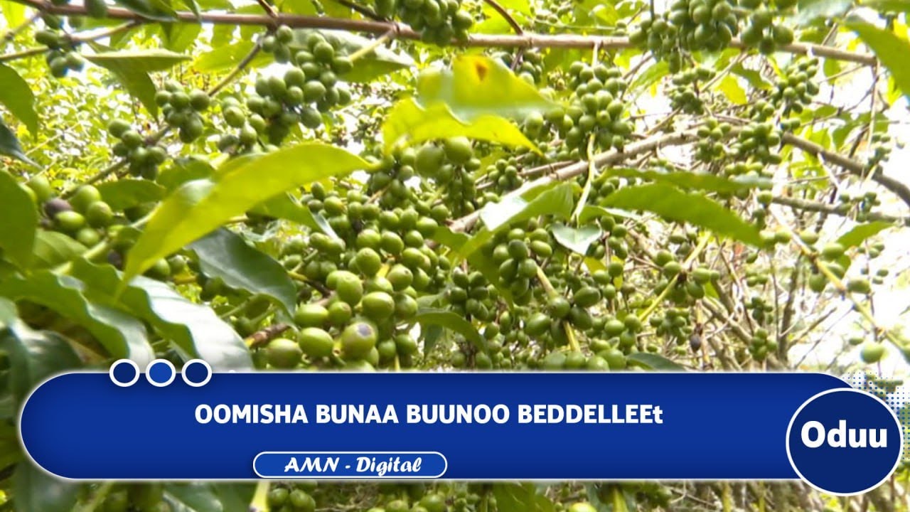 OOMISHA BUNAA BUUNOO BEDDELLEE - YouTube
