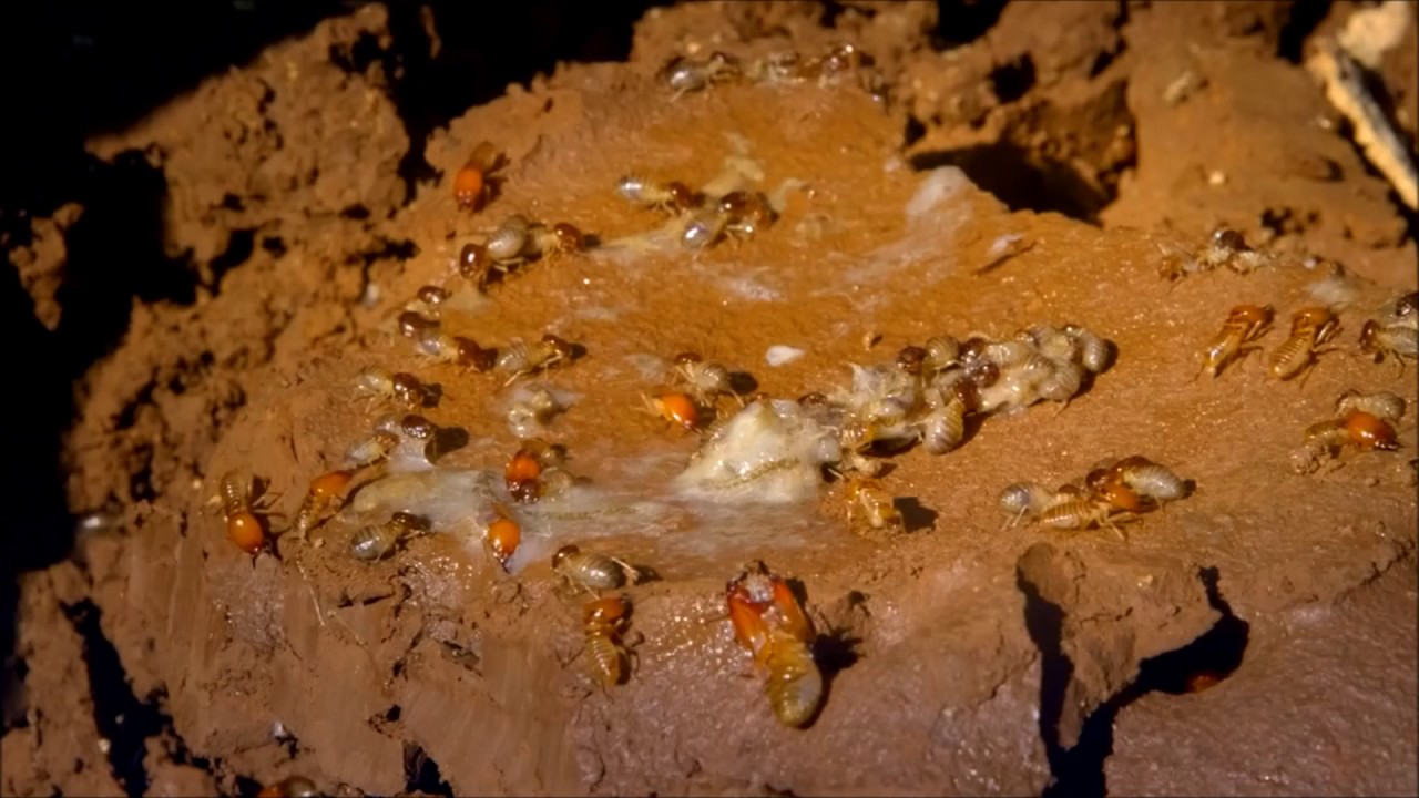 Vabalai (Bugs) I Kino pavasaris 2017 - YouTube