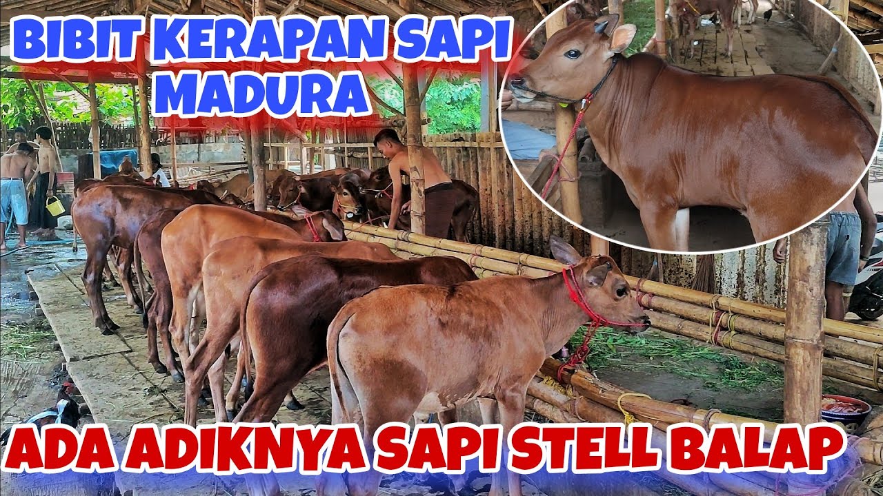 UPDATE BIBIT UNGGUL KERAPAN SAPI MADURA DI MARKAS LINDA TERSAYANG ...