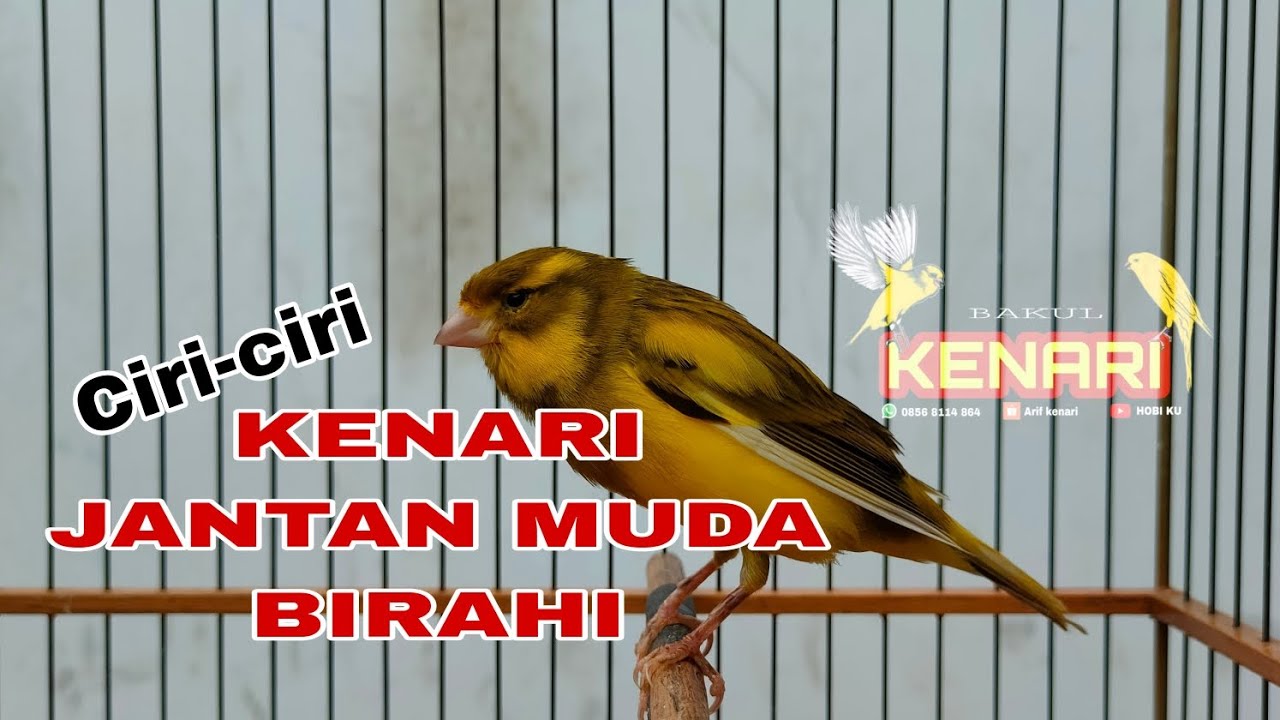 Ciri ciri KENARI MUDA BIRAHI - YouTube