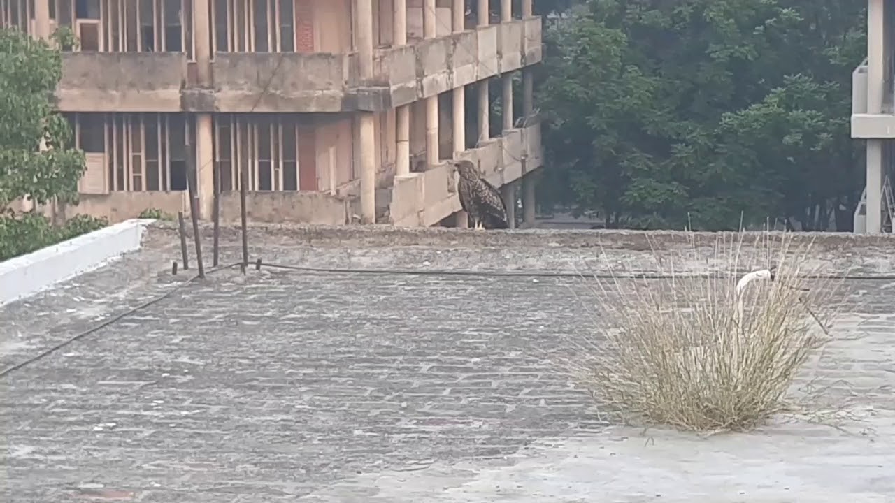 Hawk Beautiful Bird@Chandigarh - YouTube