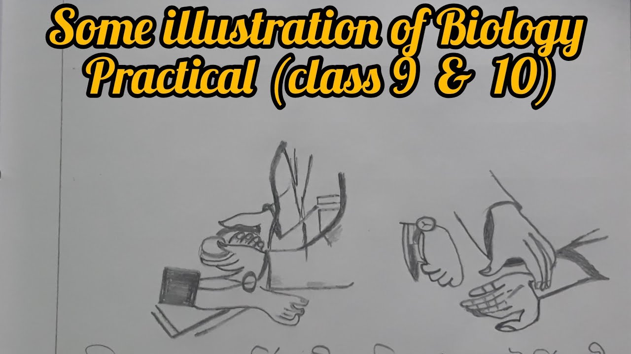Some Illustration of Biology Practical (class 9 & 10) - YouTube