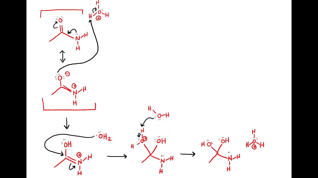 Reactions of Amides Acidic Hydrolysis - YouTube
