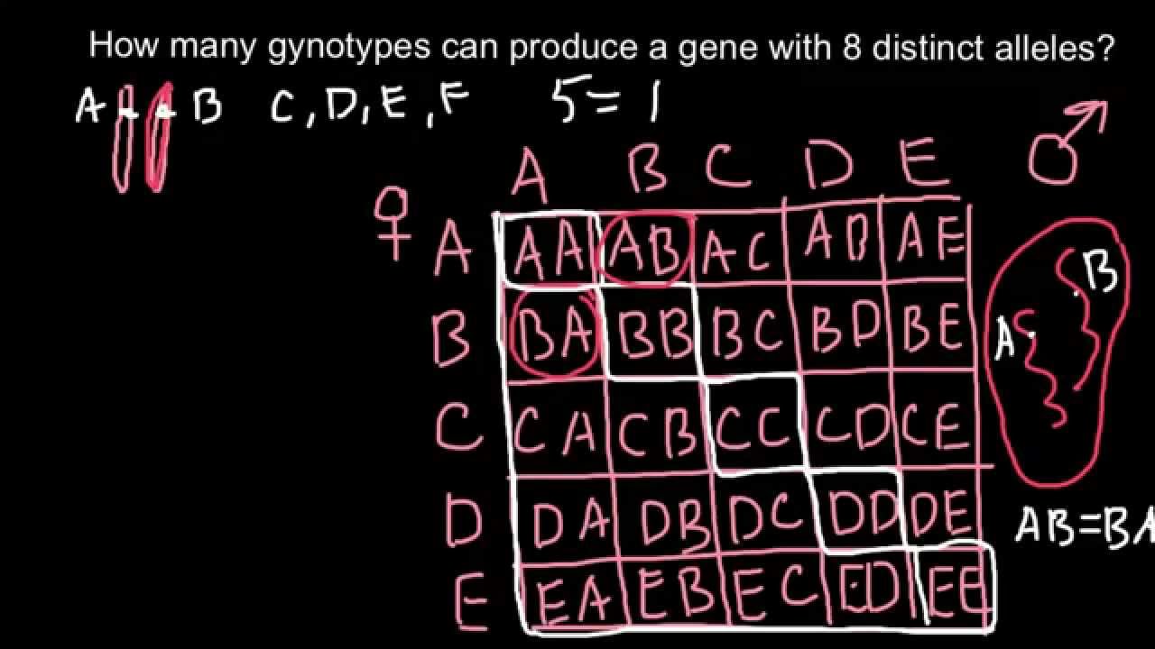 How many genotypes a gene with 8 alleles can produce? - YouTube