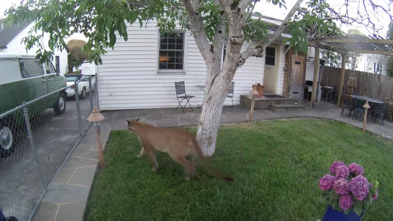 Nest camera catches mountain lion exploring yard of Petaluma home - YouTube