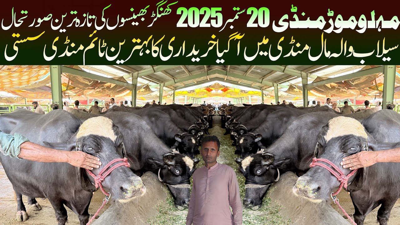 Buffaloes Market Pakistan | Nili Ravi Buffalo | Malumor Mandi | Buffalo ...